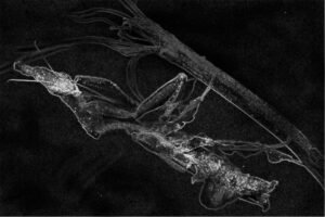 ~ Try Hack Me – Complete Beginner Certificate - Paradoxa